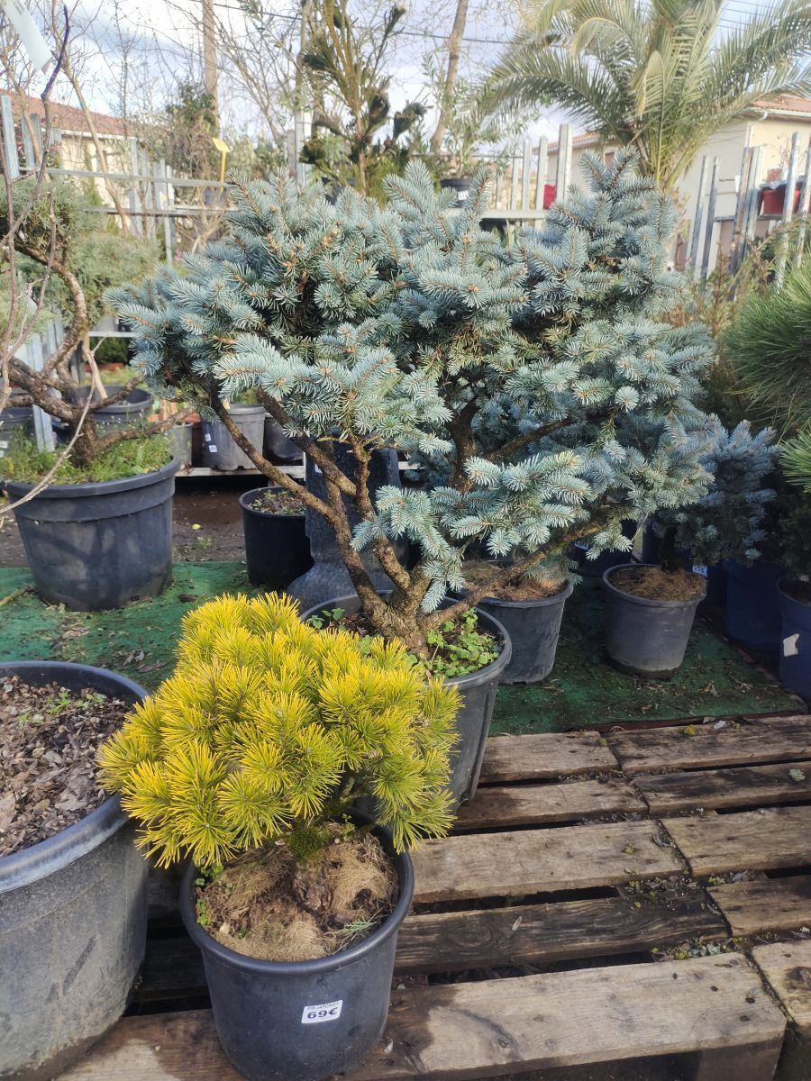 Végétaliser un talus : couvresol ou petits arbustes - BAX FLEURS & PLANTES