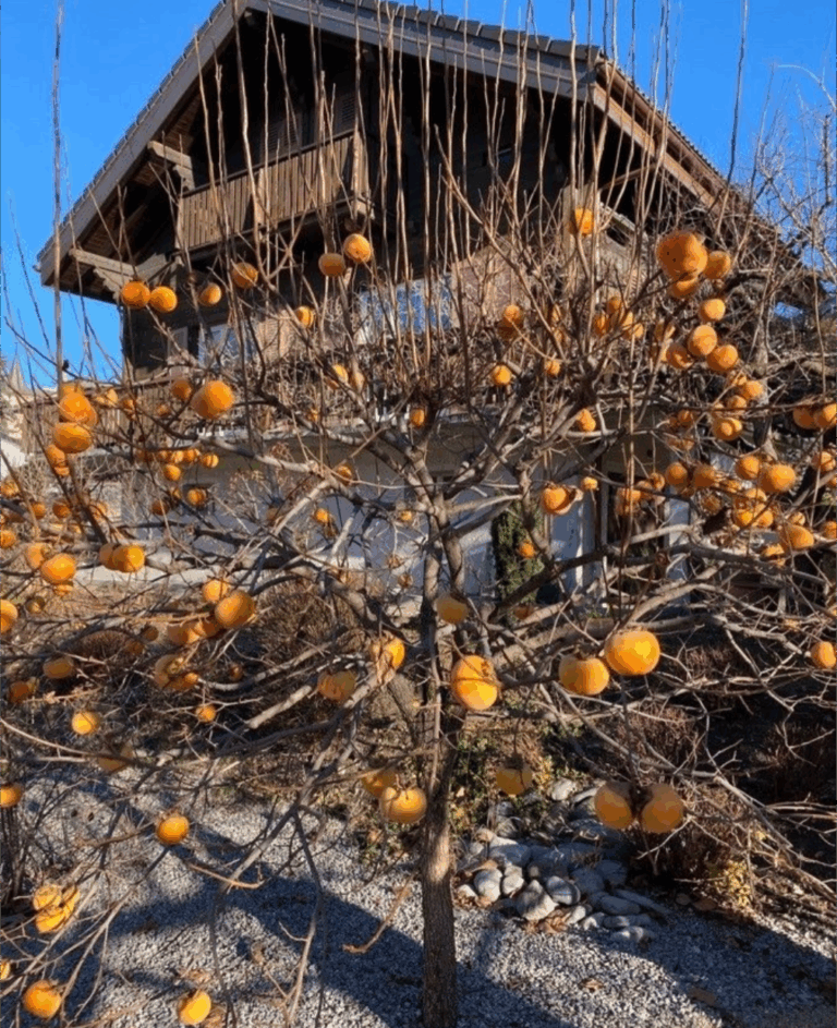 LE PLAQUEMINIER UN FRUITIER A DECOUVRIR, des kaki à consommer ! - BAX ...